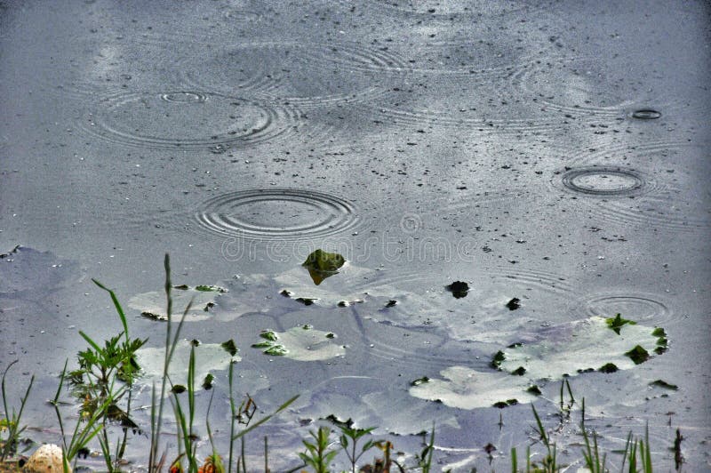Regnen Sie Auf Waldsee Und Auf Den Wassertropfen Stockbild - Bild von ...