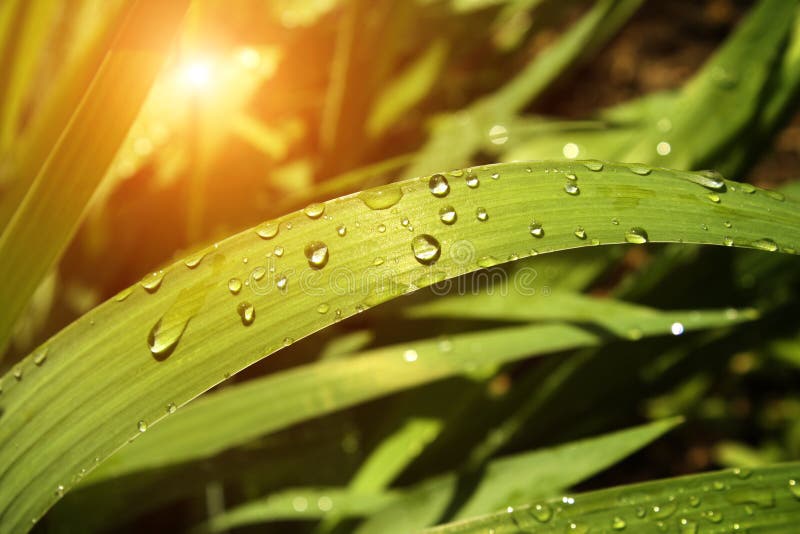 Regnen Sie Tropfen stockbild. Bild von umgebung, regentropfen - 41023343