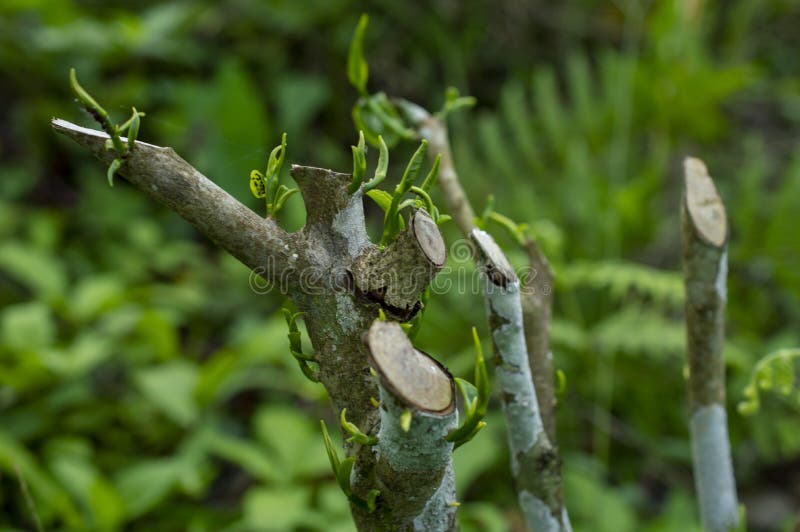 153 Regrowing Tree Stock Photos - Free & Royalty-Free Stock Photos from ...