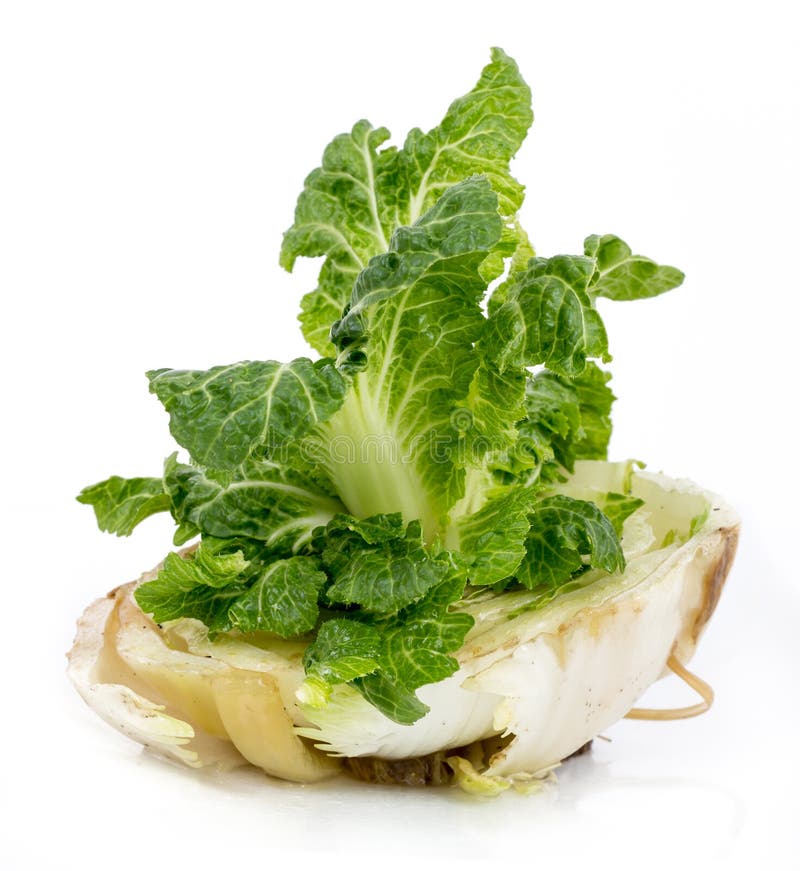 Regrowing Kohl stockbild. Bild von leben, hintergrund - 65872607