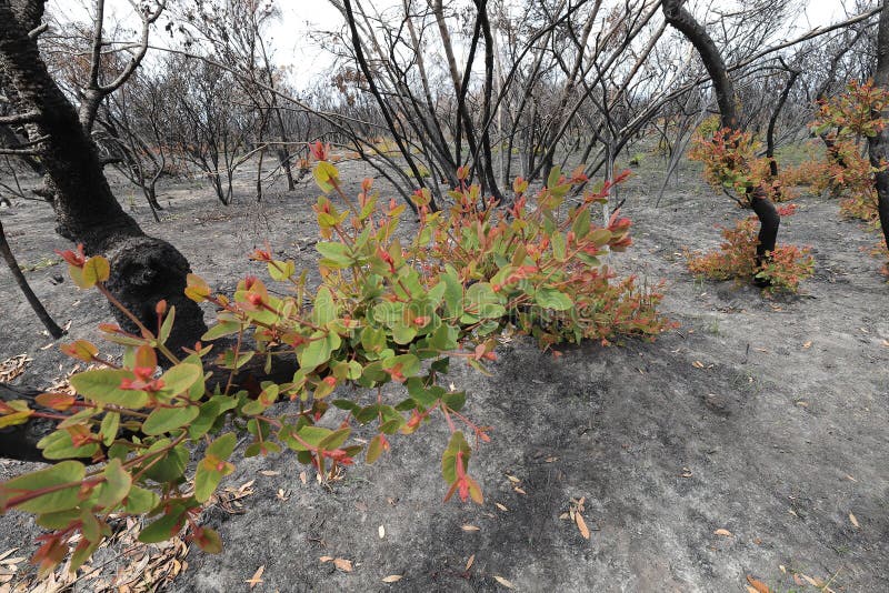 Bushfire regrowth stock image. Image of australia, hispida - 191581333