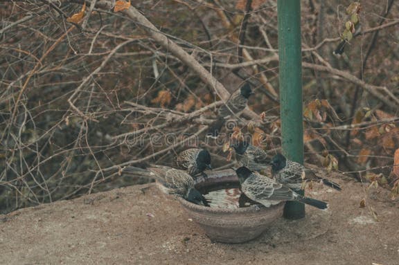 Regular birds stock photo. Image of birds, regular, special - 153968922