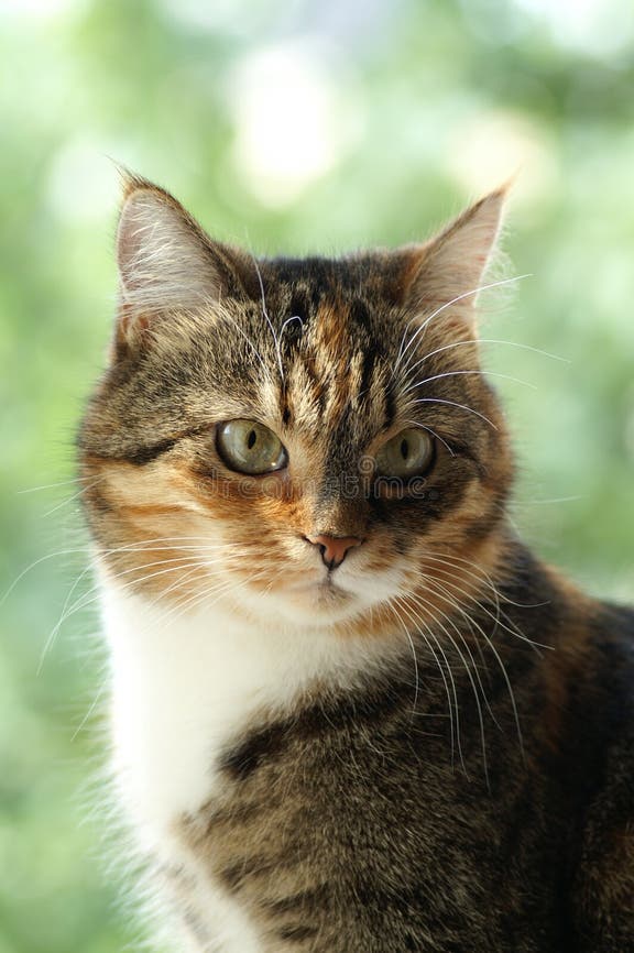 Regular cat stock photo. Image of colorful, kitty, animal - 2553766