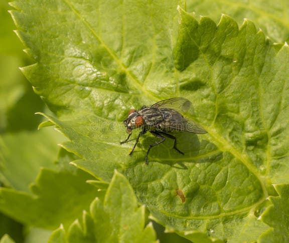 Regular fly stock photo. Image of eyes, green, little - 43561816