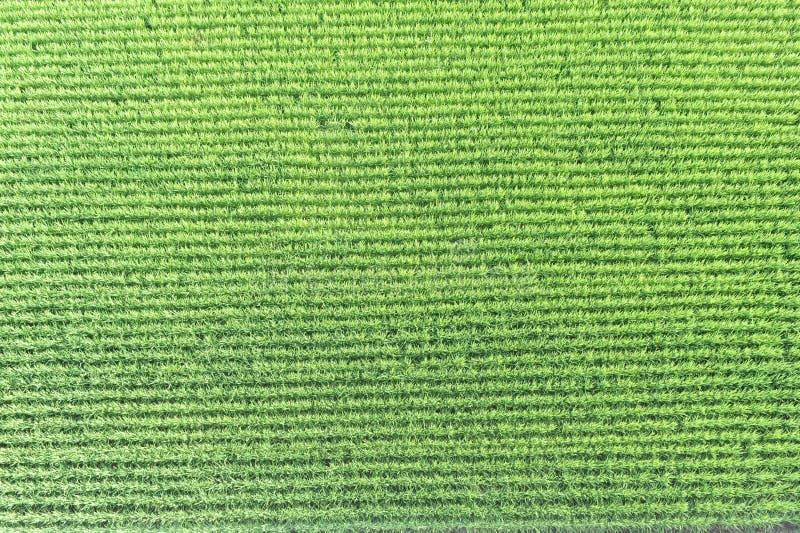 Regular Geometrical Pattern of Lush Green Rice Fields and Rice Paddies ...