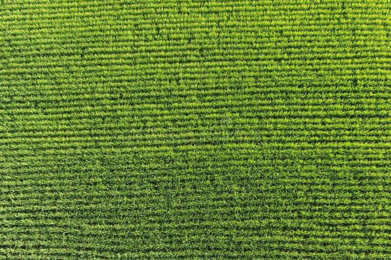 Regular Geometrical Pattern of Lush Green Rice Fields and Rice Paddies ...