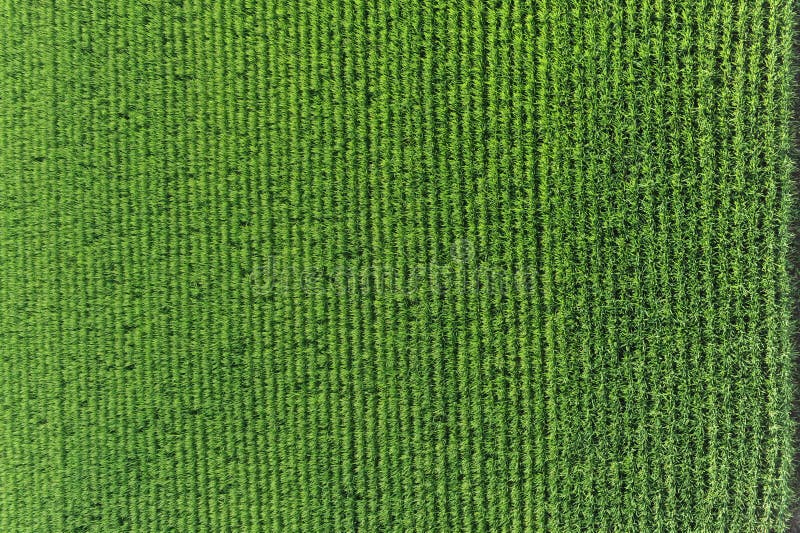 Regular Geometrical Pattern of Lush Green Rice Fields and Rice Paddies ...