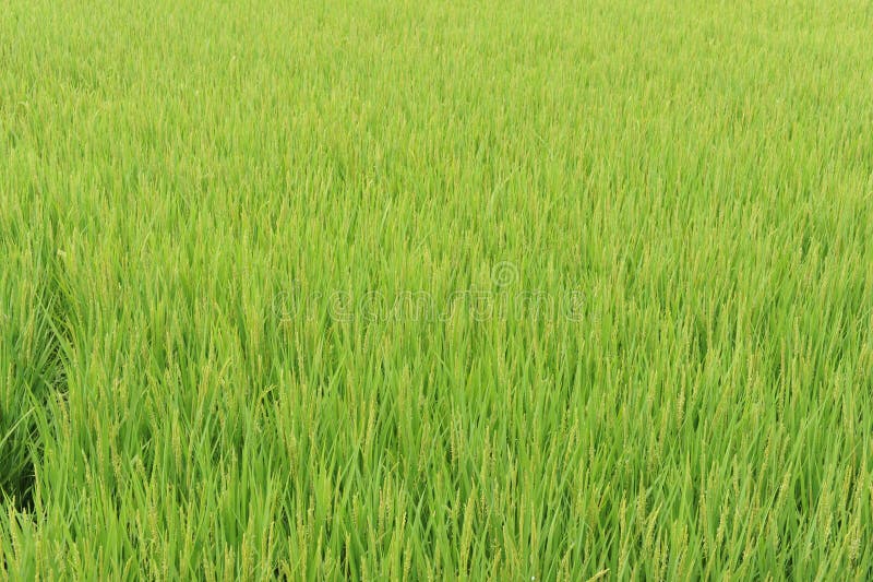 Regular Geometrical Pattern of Lush Green Rice Fields and Rice Paddies ...