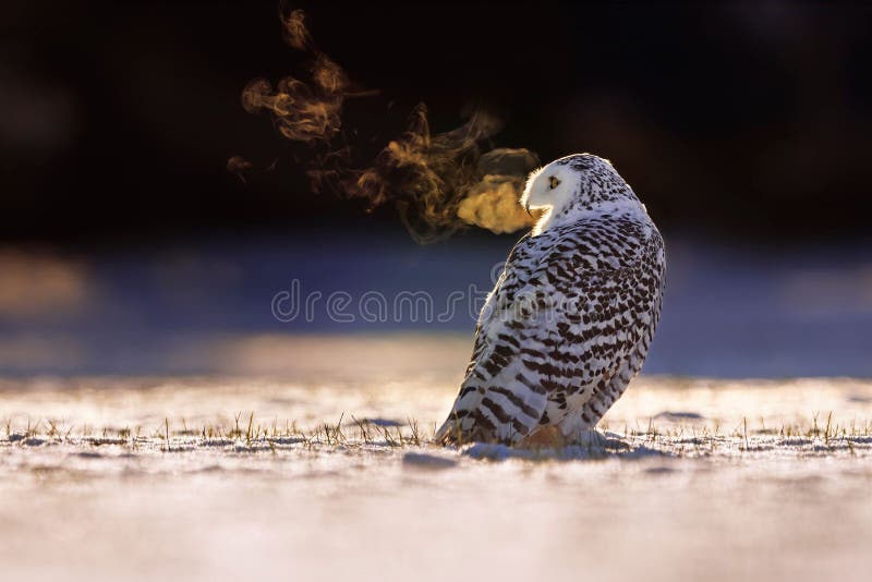 Regular Horizontal Shot of a White and Black Owl from Behind in a Field ...