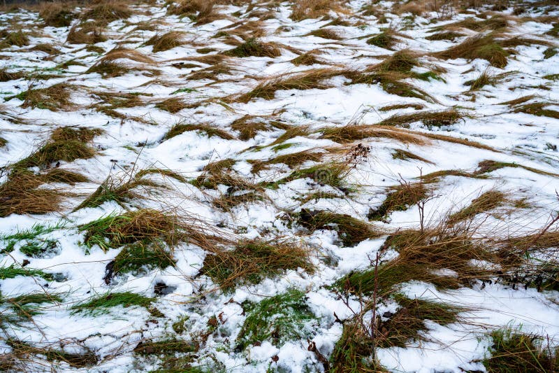 Regular and Recurring Wavy Shape of Frost Grass with Snow on Meadow ...