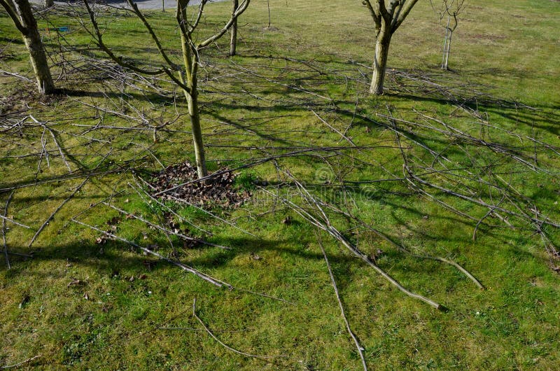 Regular Spring Rust of Trees in the Orchard. There are Lots of Cut ...