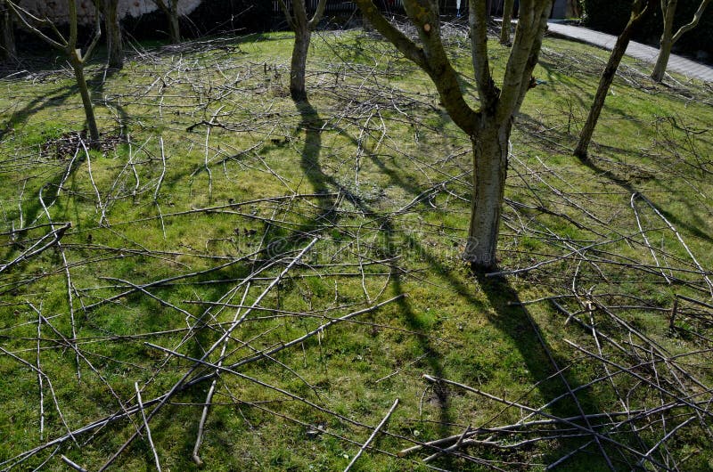 Regular Spring Rust of Trees in the Orchard. There are Lots of Cut ...