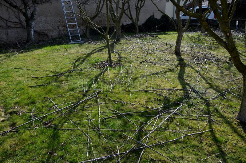Regular Spring Rust of Trees in the Orchard. There are Lots of Cut ...