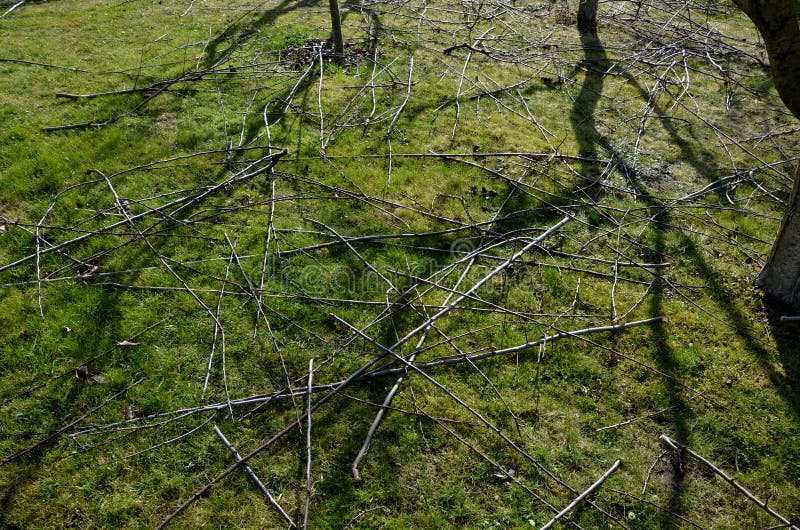 Regular Spring Rust of Trees in the Orchard. There are Lots of Cut ...