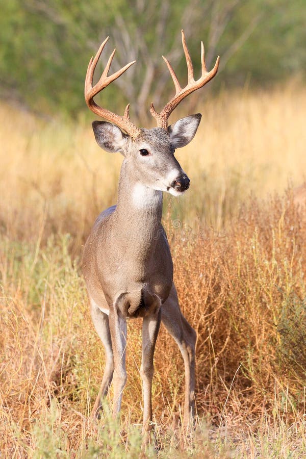 6 point buck stock image. Image of deer, grassy, antler - 22550389