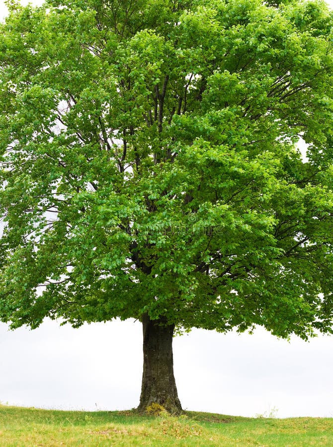 Regular tree stock photo. Image of foliage, leafage, tree - 21132164