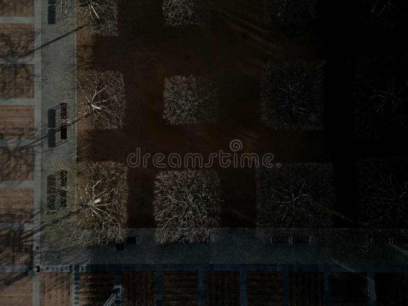 Regularly Space the Trees on the Square in a Square Grid. Stock Image ...