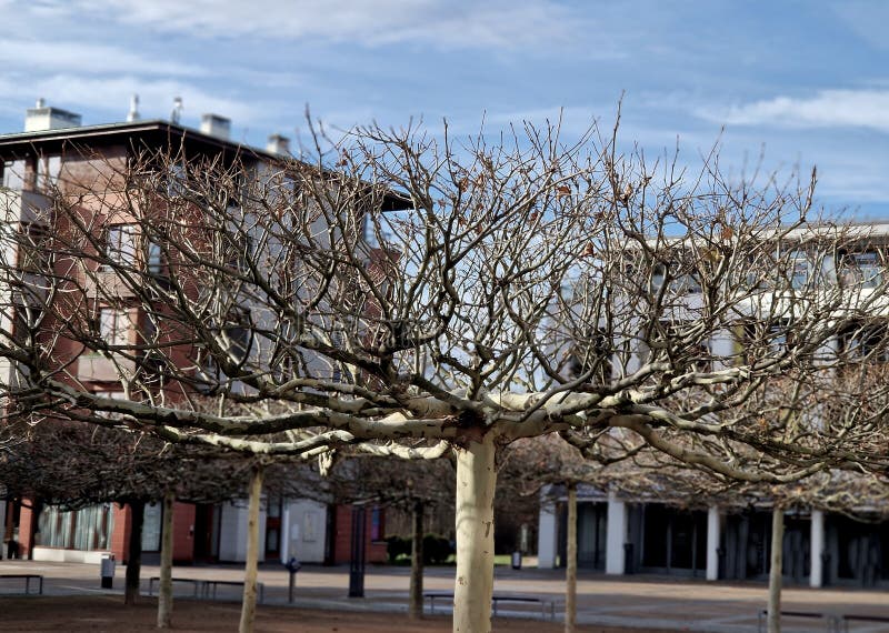 Regularly Space the Trees on the Square in a Square Stock Photo - Image ...