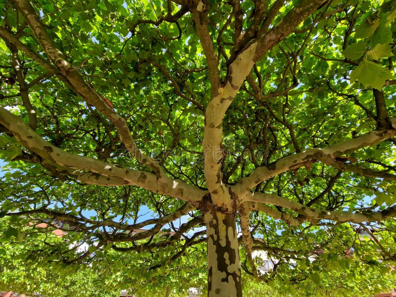 Regularly Space the Trees on the Square in a Square Grid. Stock Image ...