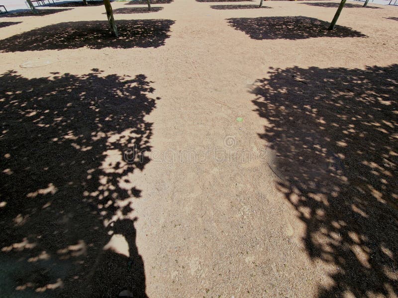 Regularly Space the Trees on the Square in a Square Grid. Stock Image ...