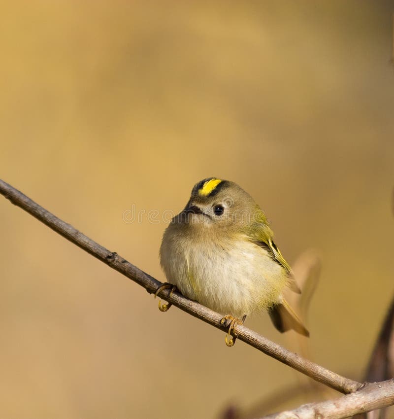 Regulus regulus, Goldcrest stock photo. Image of nature - 8739434