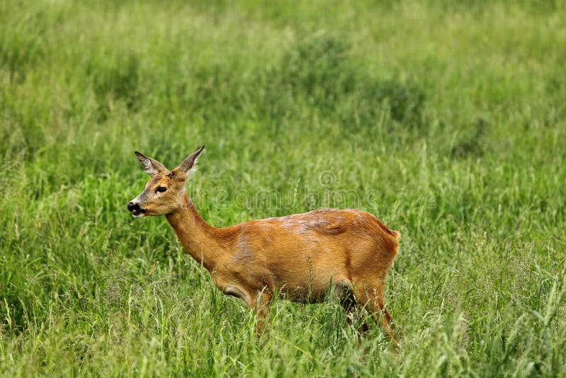 Rehe. stockbild. Bild von wildnis, nave, rotwild, rogen - 35431135