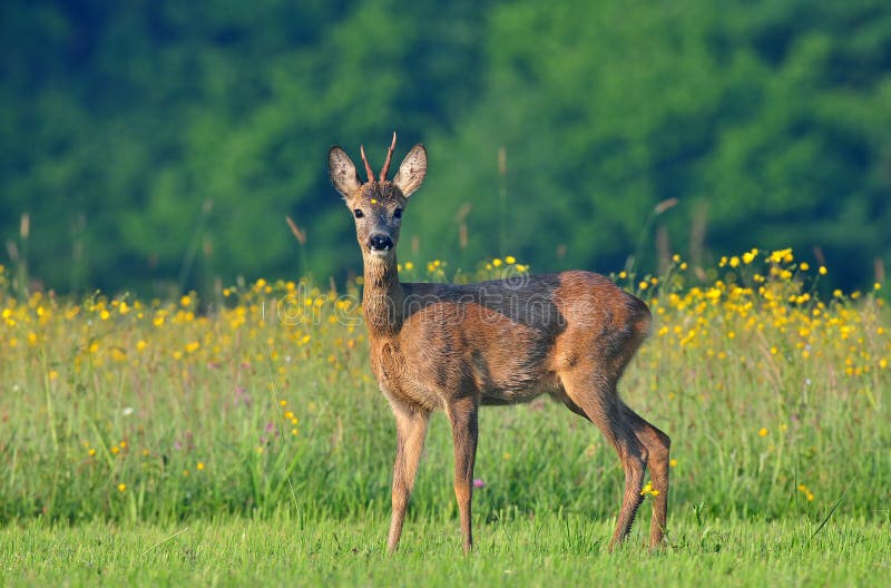 Rehe stockfoto. Bild von rasen, draussen, blumen, fauna - 40088866