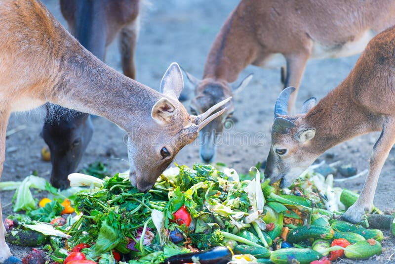 3,026 Rehe Fotos - Kostenlose und Royalty-Free Stock-Fotos von Dreamstime