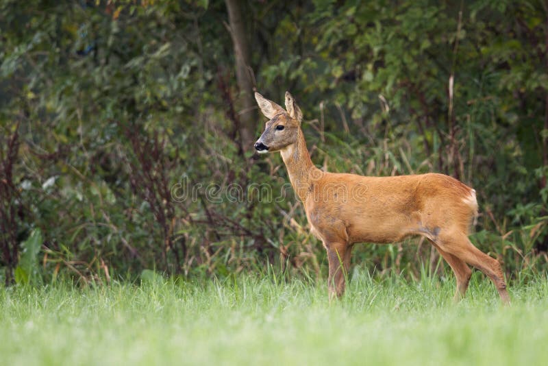 Rehe im Wald. stockbild. Bild von stehen, blick, gras - 36151453