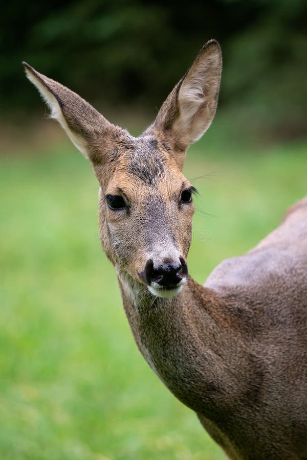 Rehe, Capreolus Capreolus, Dollar Im Sommer Stockbild - Bild von rehe ...