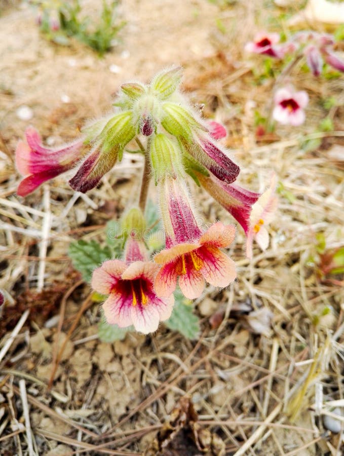 Herb DiHuang or Rehmanniae Radix or Adhesive Rehmannia Root Tuber Stock ...