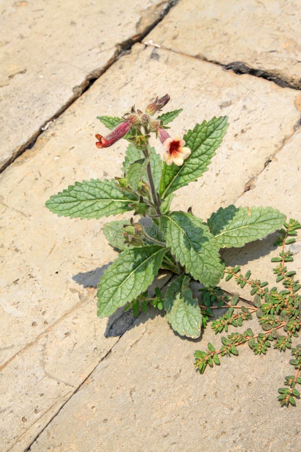 Rehmannia glutinosa stock photo. Image of rehmanniae - 366316274