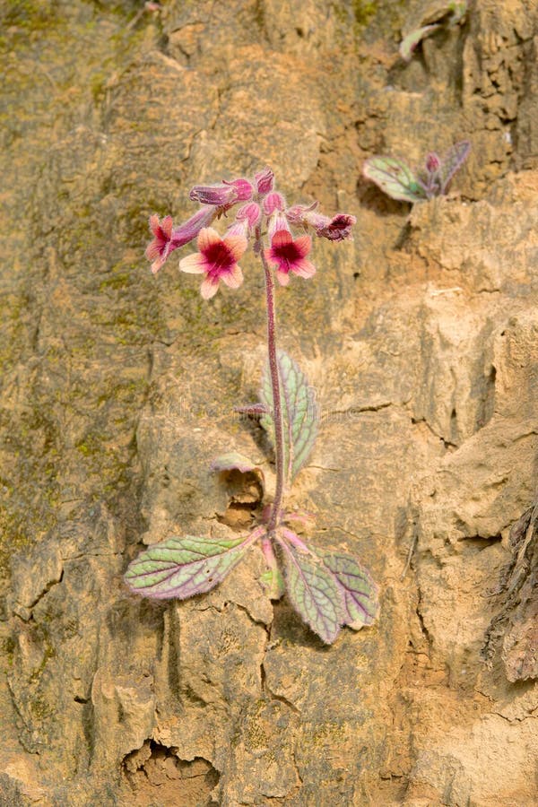 Rehmannia glutinosa stock photo. Image of leaves, plants - 277513960