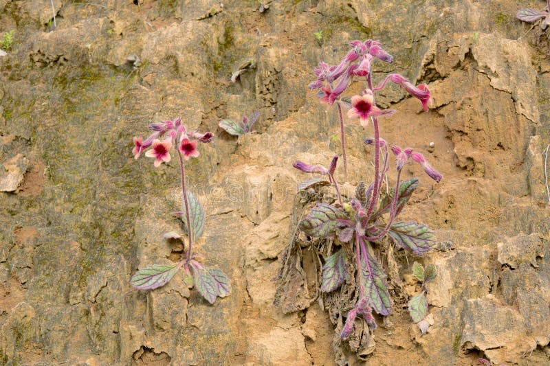 Rehmannia glutinosa stock image. Image of herbaceous - 277514143