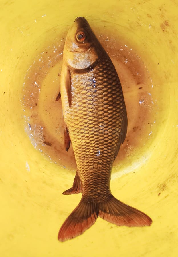 Rehu Fishrehufish Stock Photos - Free & Royalty-Free Stock Photos from ...