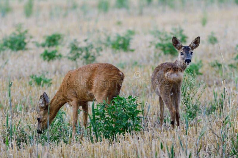 Roe Deer Female Stands with Her Fawn on a Field and Looks Attentively ...