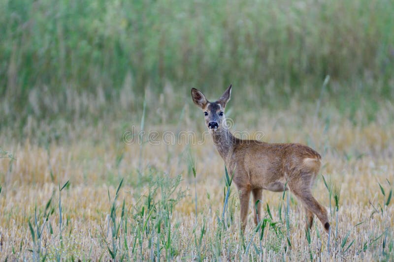 Roe Deer Fawn Stands on a Field and Looks Attentively Stock Photo ...