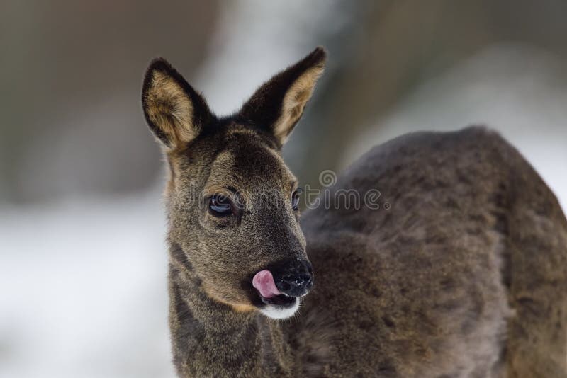 Roe Deer Female Standing on Forest Meadow in Snow and Looking Stock ...