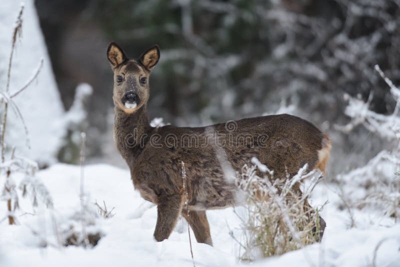 Roe Deer Female Standing on Forest Meadow in Snow and Looking Stock ...