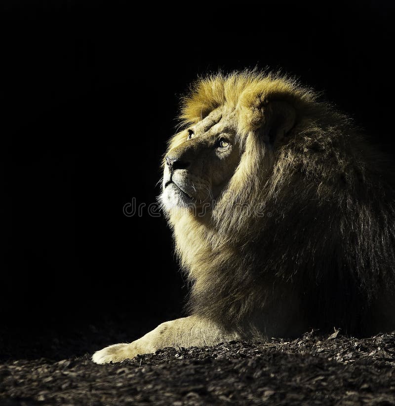 Rei da besta foto de stock. Imagem de rugido, predador - 10789882