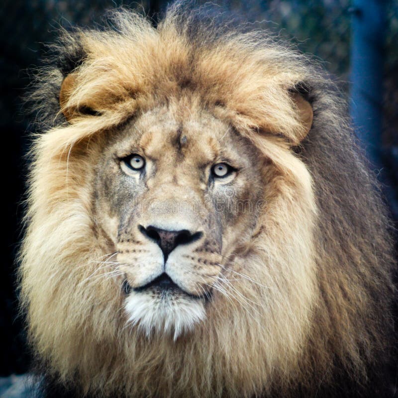 Rei da selva imagem de stock. Imagem de savannah, gato - 37722907