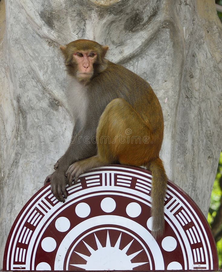 O Rei Staring Do Macaco Em Visitantes Imagem de Stock - Imagem de ...