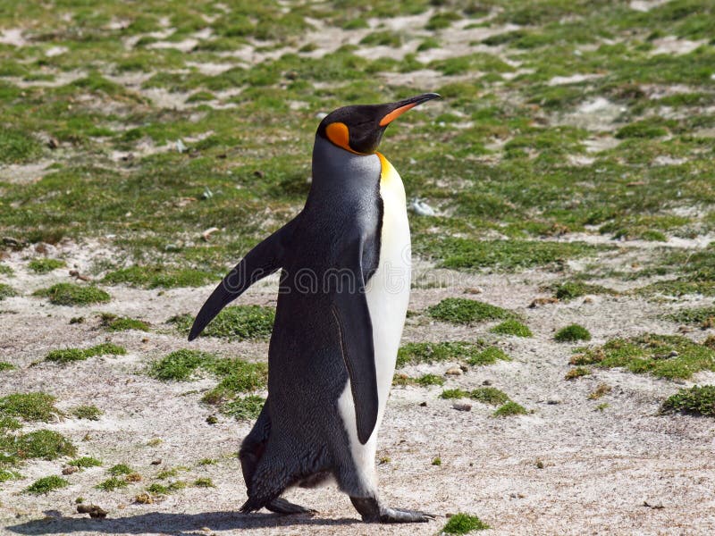 Pinguim De Rei Adulto E Novo Foto de Stock - Imagem de implore, animal ...