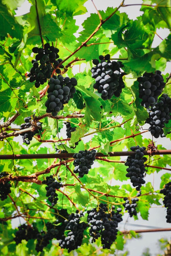 Reife Blaue Trauben in Der Laube Stockfoto - Bild von traube, schönheit ...