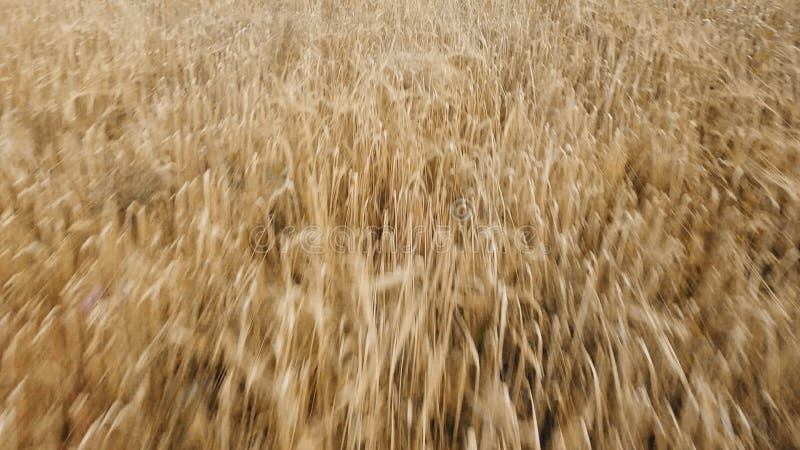 Reife Hafer auf dem Feld stock video. Video von landwirtschaftlich ...