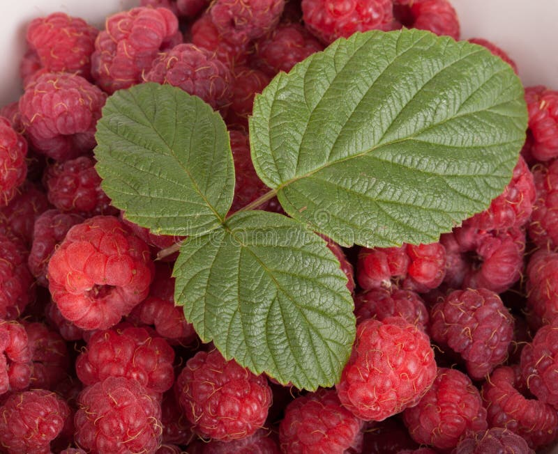 Reife Himbeere Mit Blatt Archivbilder - Abgabe des Download-1,597 geben ...