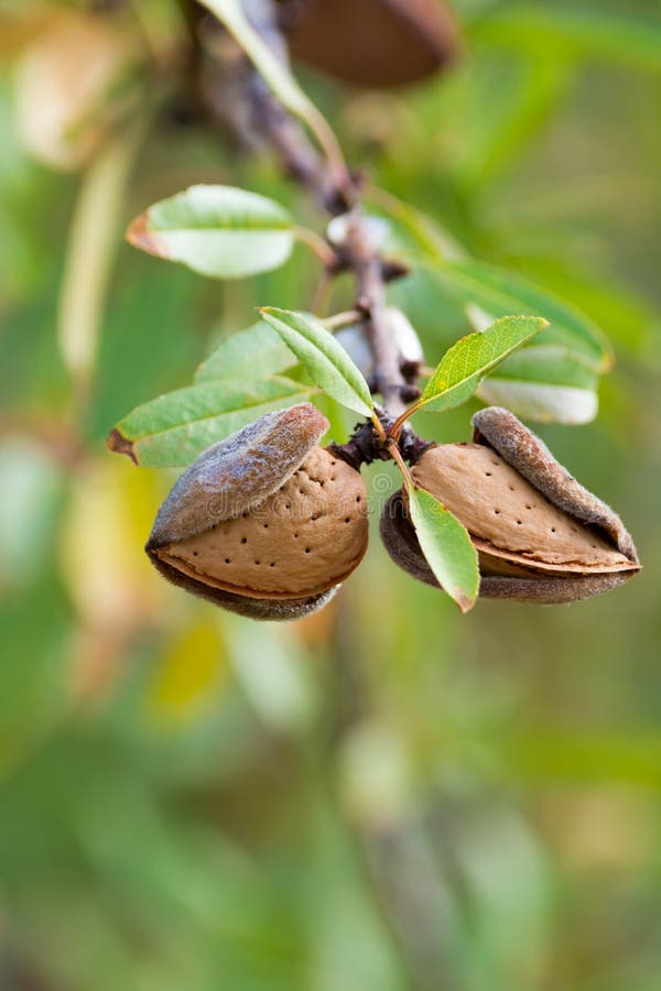 Mandeln auf dem Baum stockbild. Bild von traditionell - 12281205
