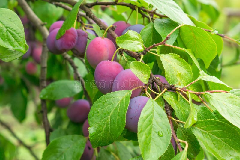 Rote Pflaumen Auf Baum Stock-Fotos - Laden Sie 261 Royalty-Free Fotos ...