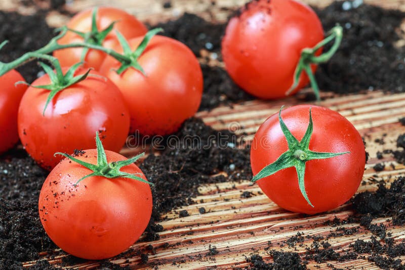 Reife Rote Tomate Aus Den Grund Stockbild - Bild von reifen, masse ...