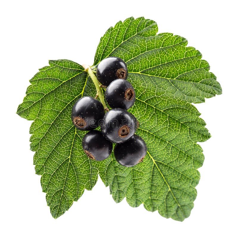 Reife Schwarze Johannisbeere Mit Grünem Blatt Auf Weißem Grund Clickpfad Stockbild - Bild von ...